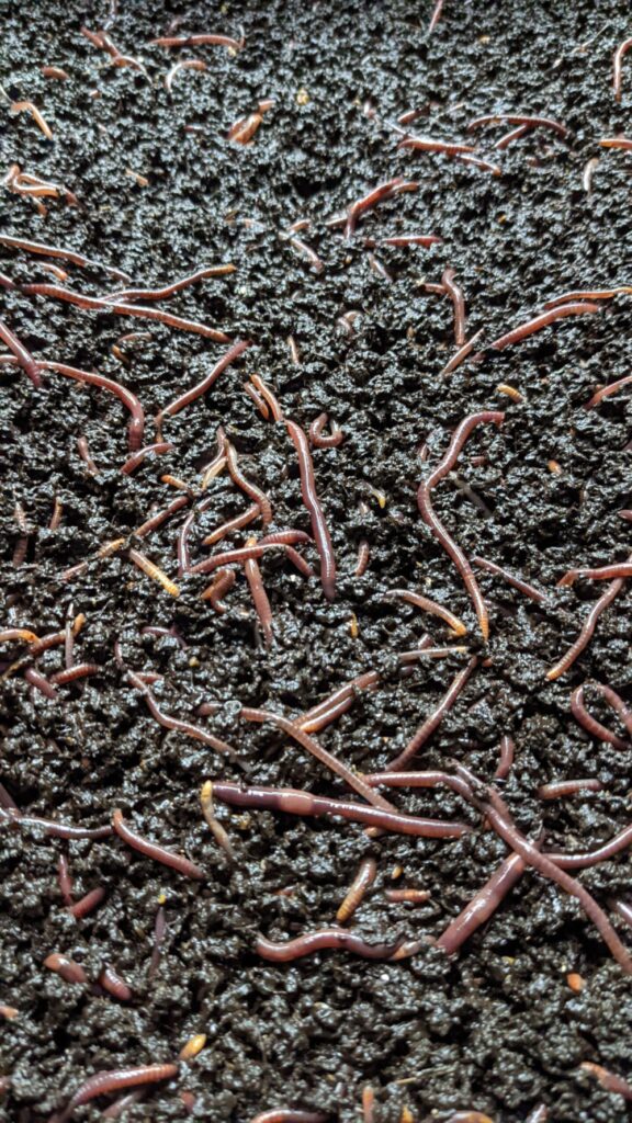 Red Wigglers - Las Vegas Worm Farm